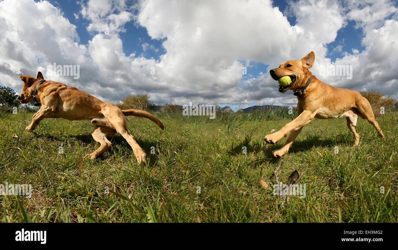 photograph of a dog playing in the field Stock Photo - Alamy