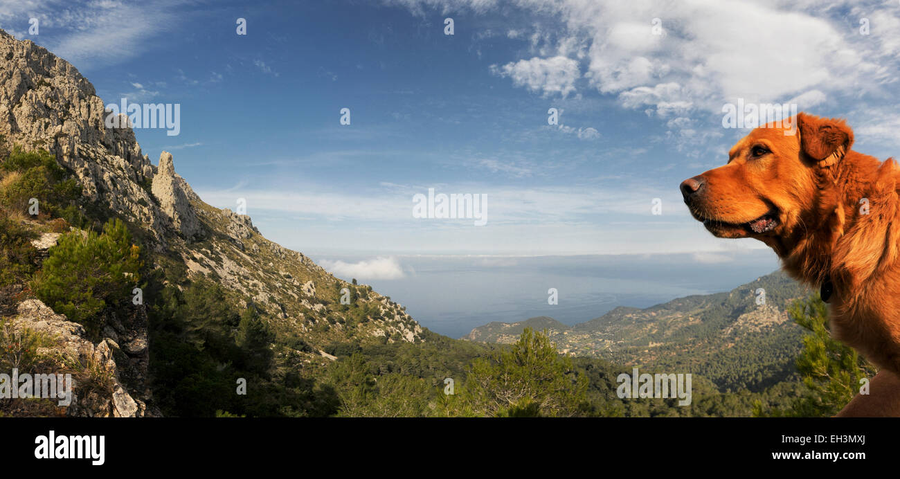 photograph of a dog in galatzo mountain, Majorca; Spain Stock Photo - Alamy