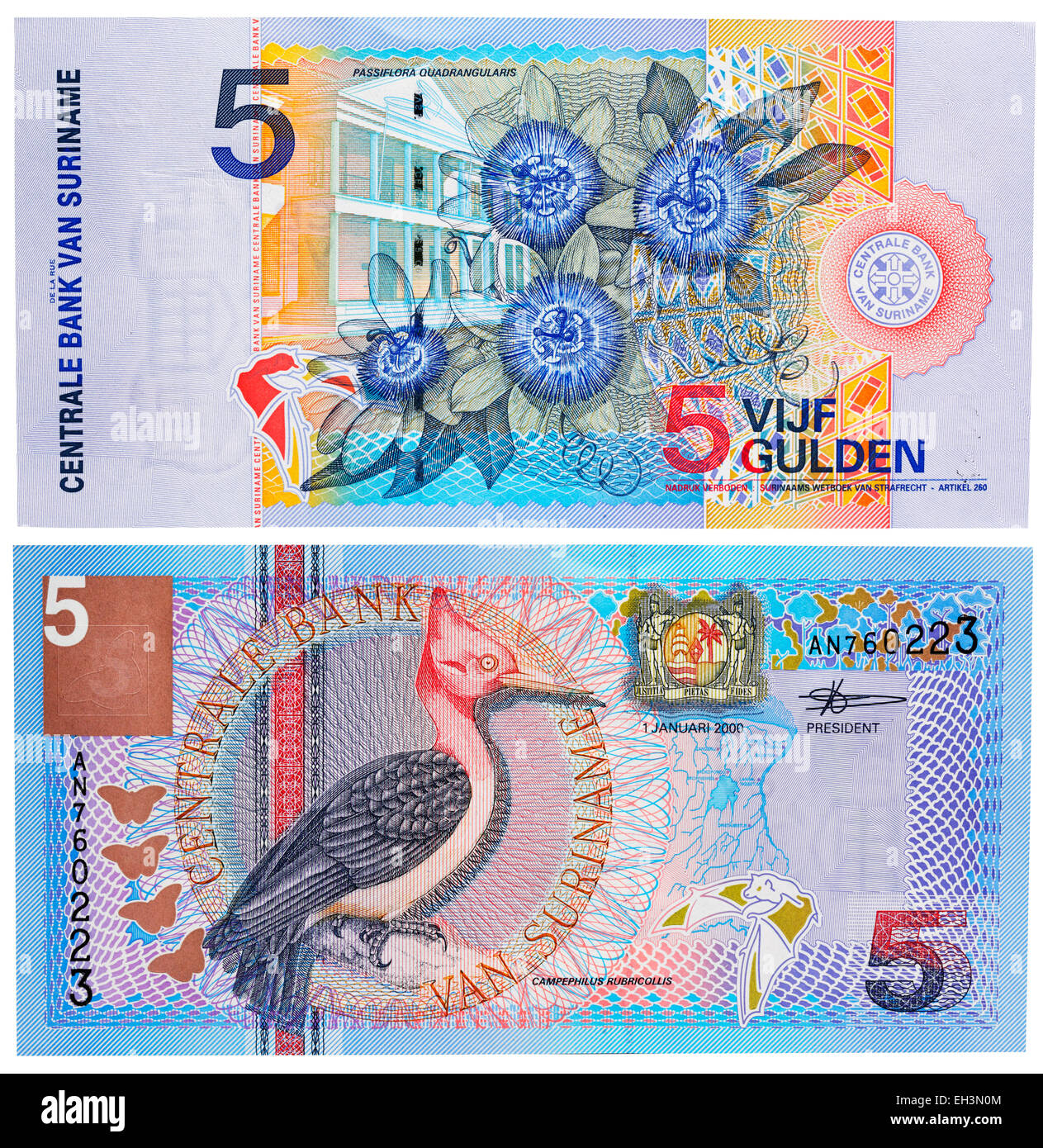 5 gulden banknote, Red-necked Woodpecker (Campephilus rubricollis ...