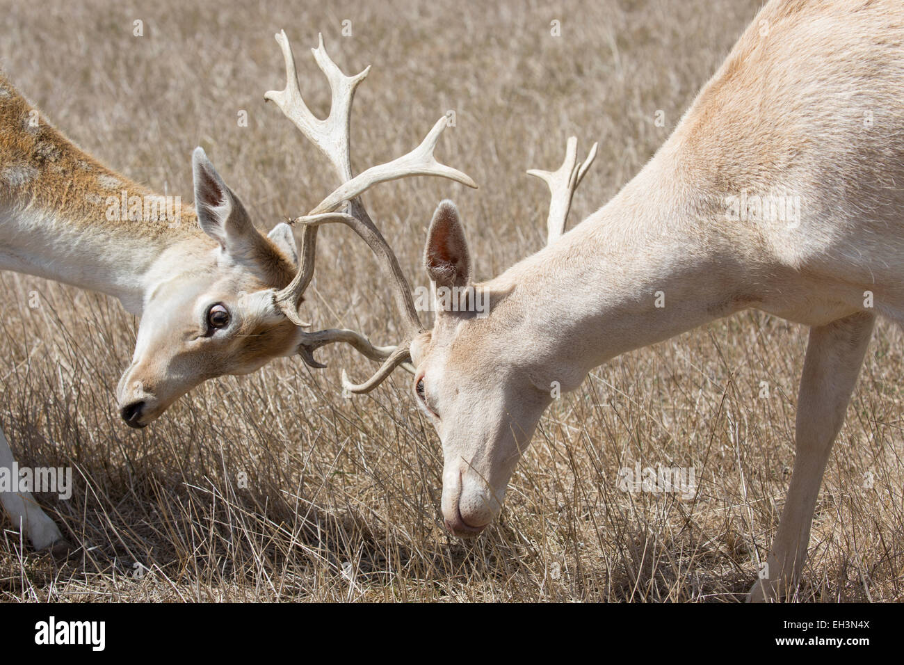 Bucks fight hi-res stock photography and images - Alamy
