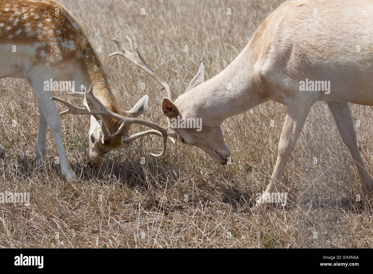 Bucks Fight High Resolution Stock Photography and Images - Alamy