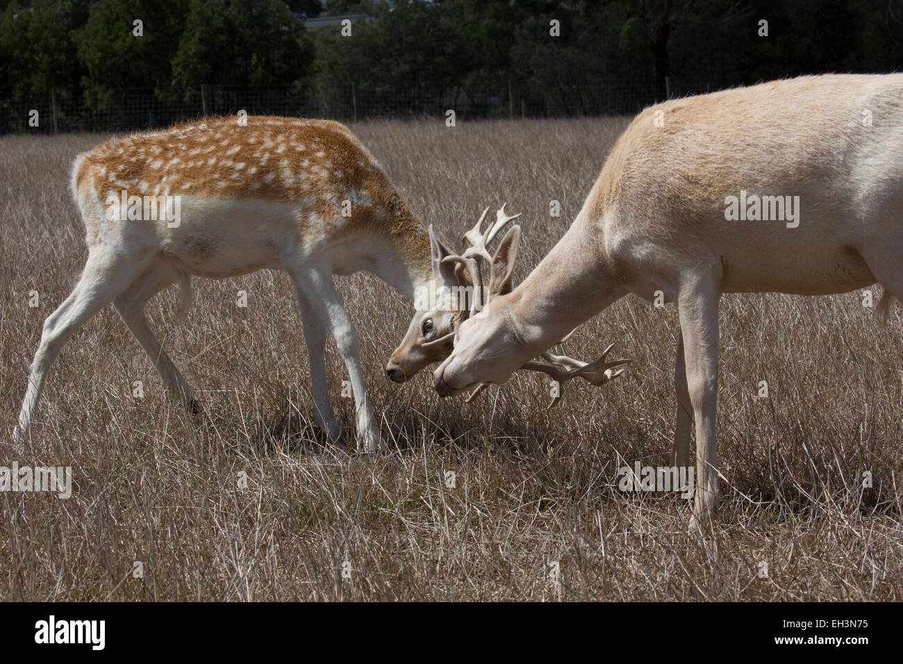Two deer conflict hi-res stock photography and images - Alamy