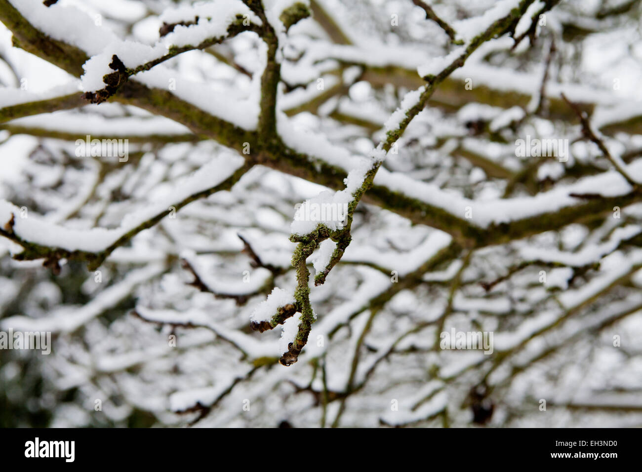 Snow on the branches of a tree Stock Photo - Alamy