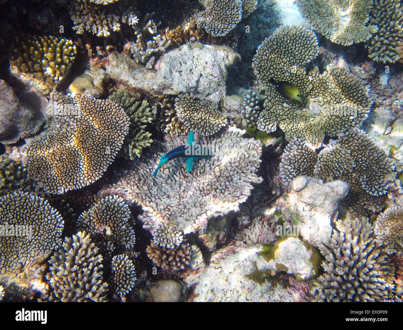 A Peacock damselfish swims over a coral reef in the Maldives Stock ...