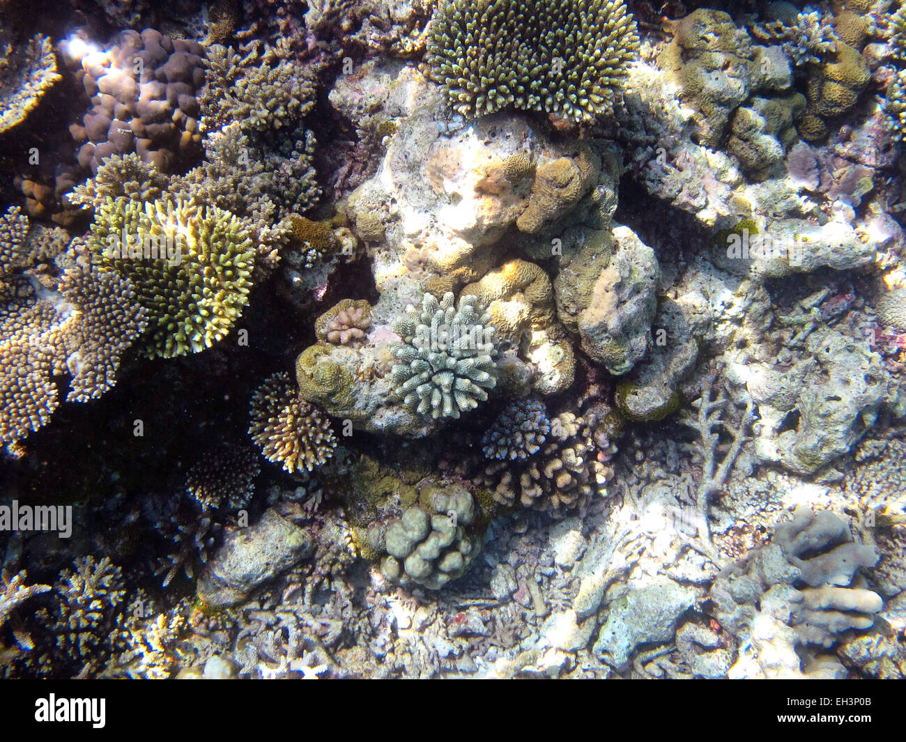 Porites finger coral on a coral reef in the Maldives Stock Photo - Alamy