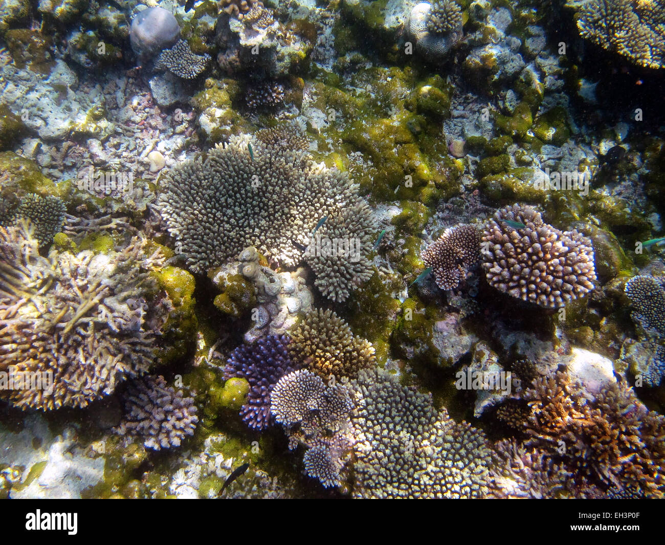 Finger coral hi-res stock photography and images - Alamy