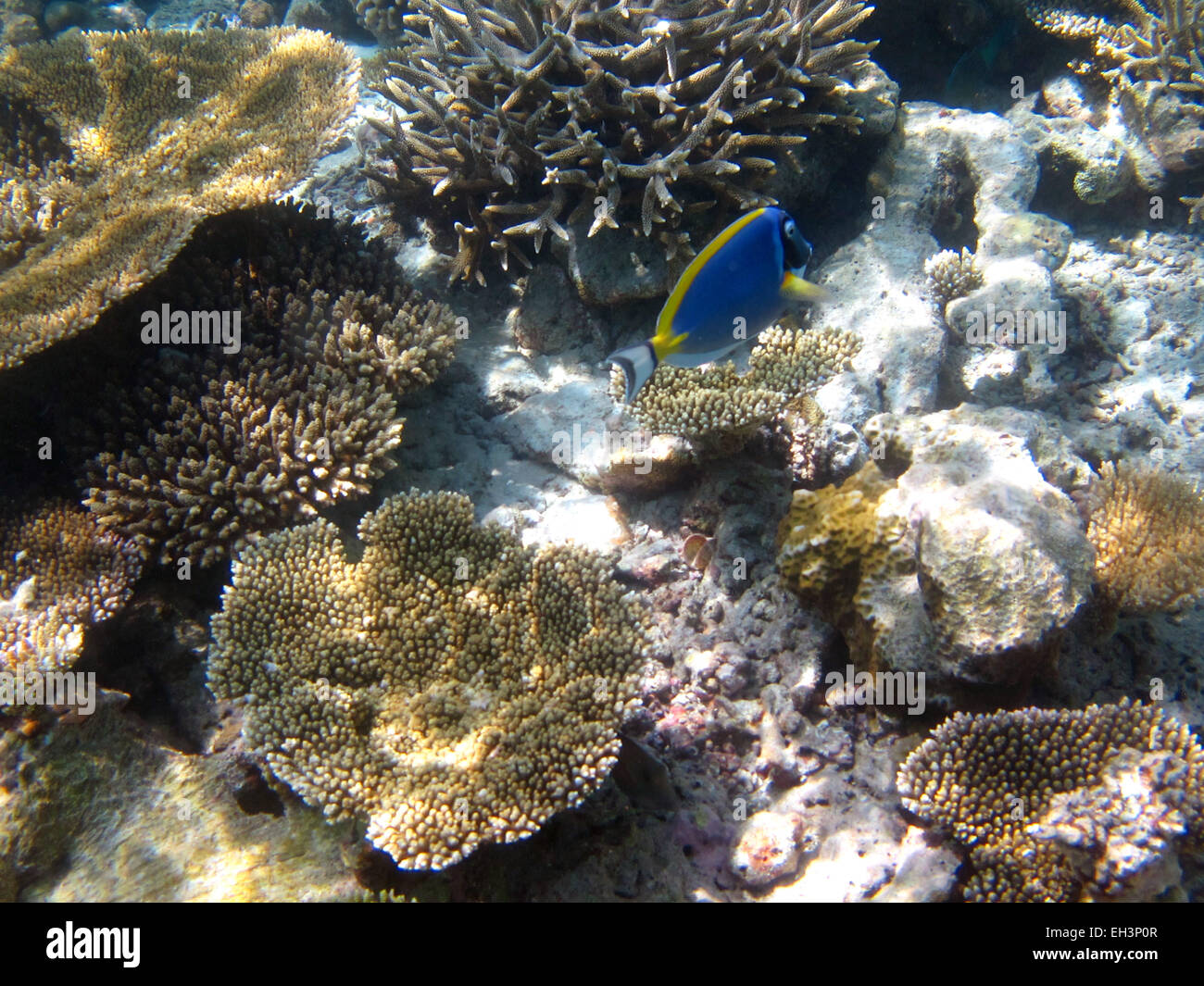 Powder-blue surgeonfish over a coral reef in the Maldives Stock Photo ...