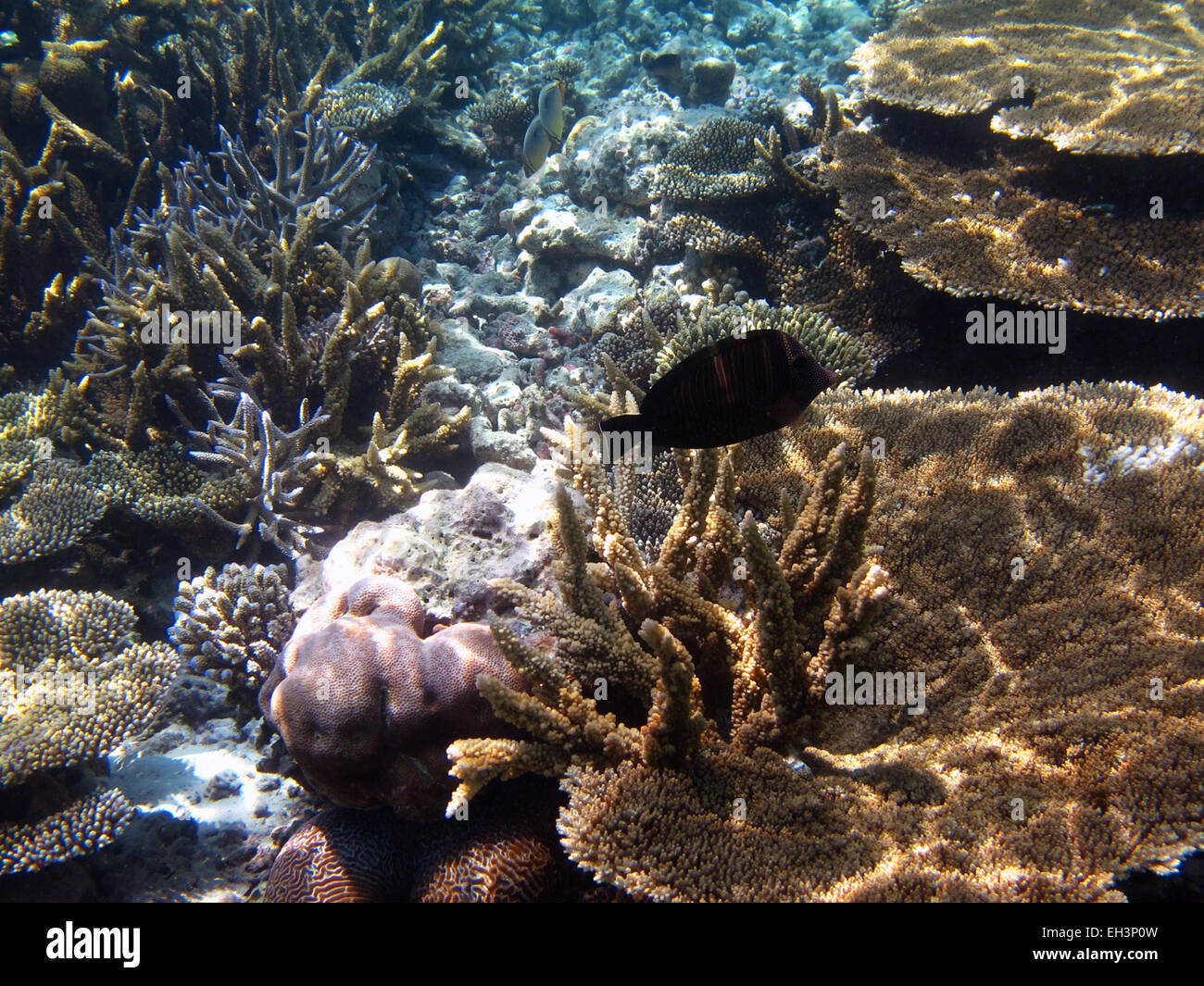 Juvenile Mimic Surgeonfish Acanthurus tristis on a coral reef in the ...