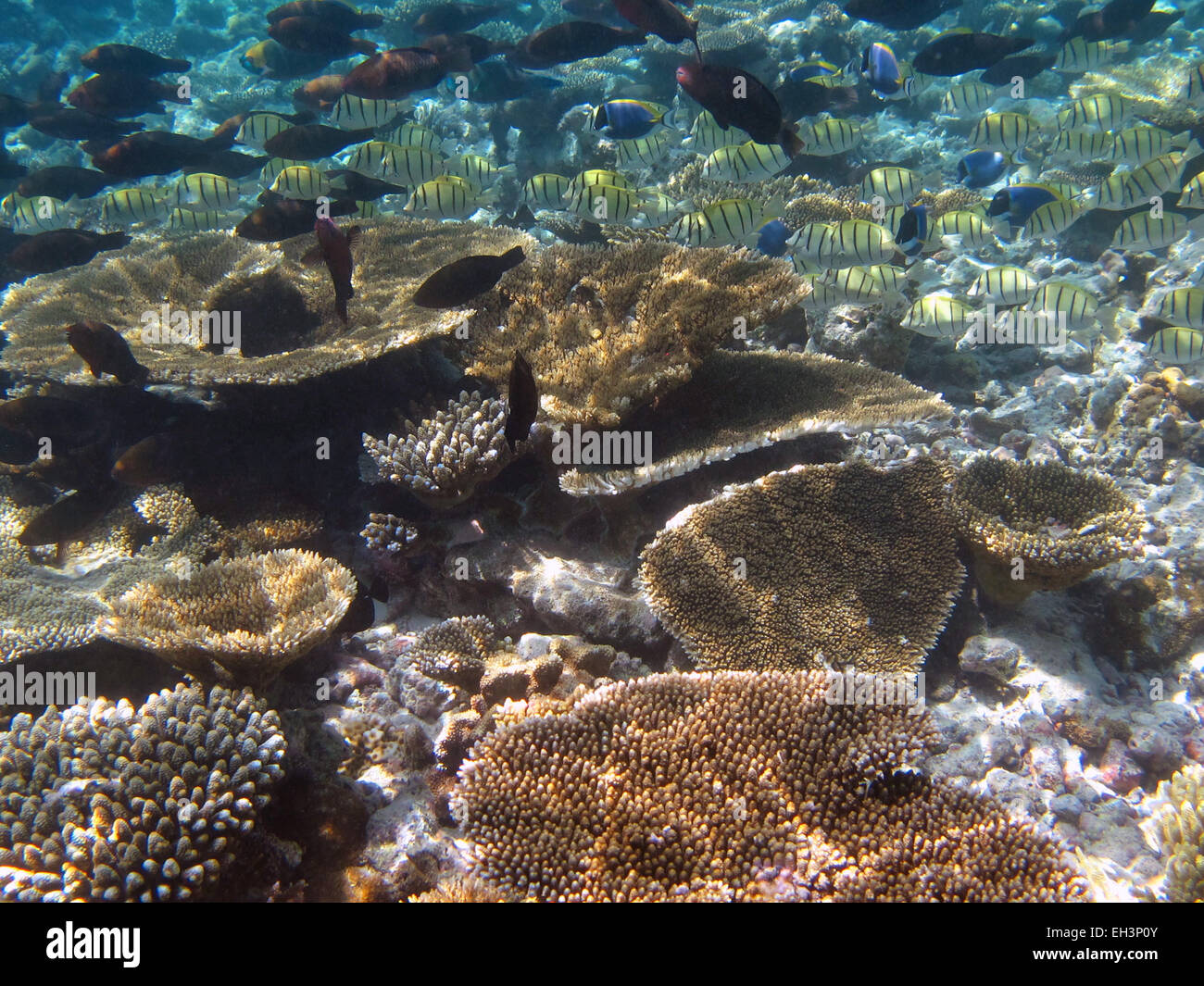 A shoal of Powder-blue, Convict, and Eye-stripe (black) Surgeonfish on ...