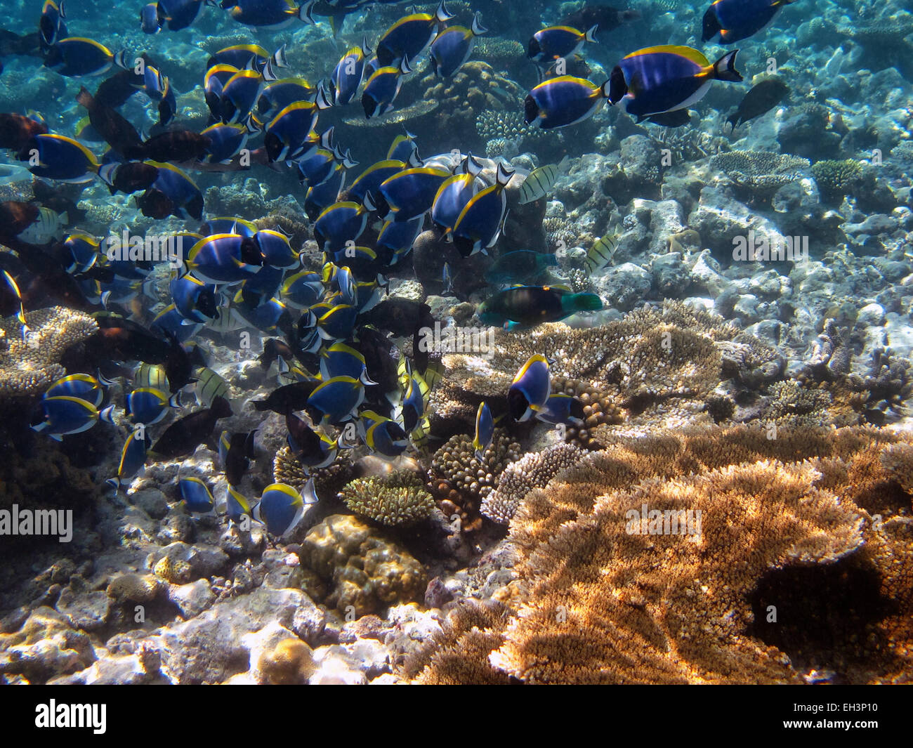 A shoal of Powder-blue, Convict, and Eye-stripe (black) Surgeonfish on ...