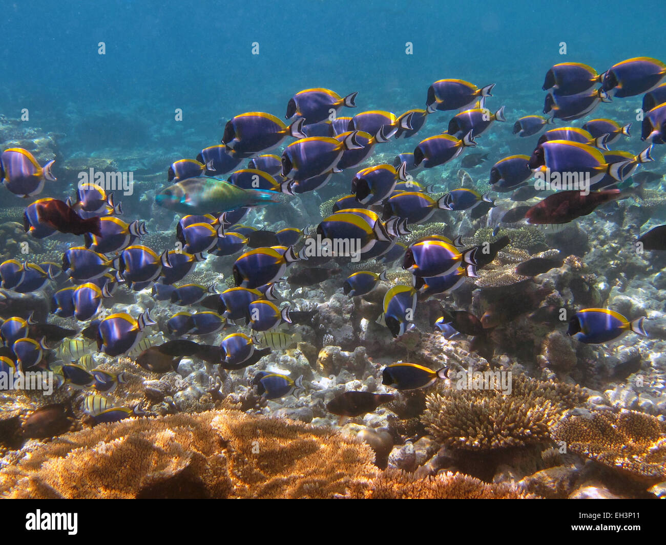 A shoal of Powder-blue, Convict, and Eye-stripe (black) Surgeonfish on ...