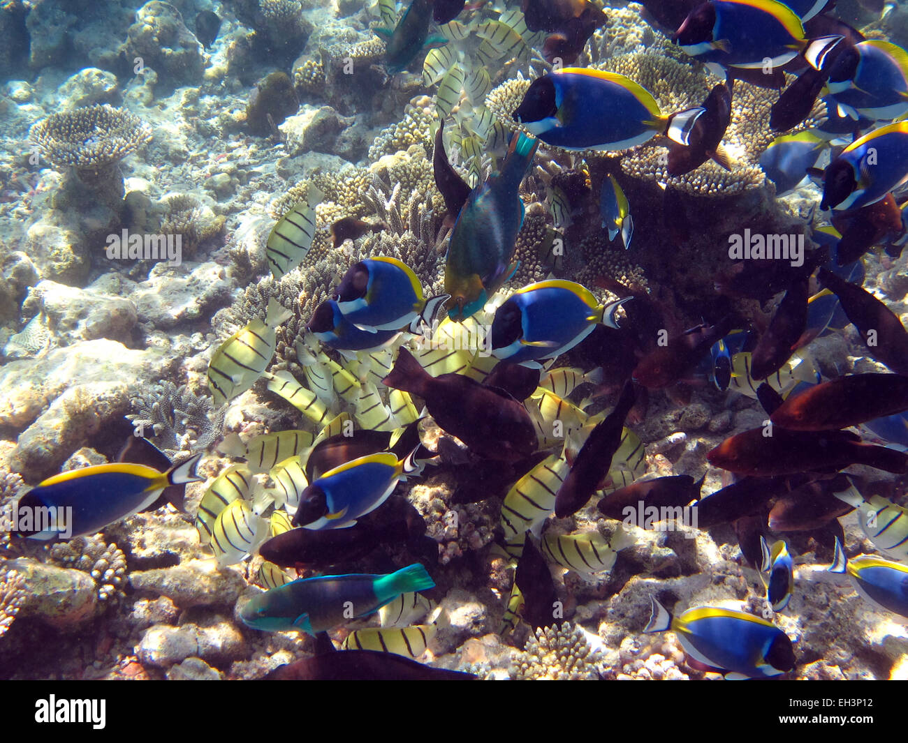 A shoal of Powder-blue, Convict, and Eye-stripe (black) Surgeonfish on ...