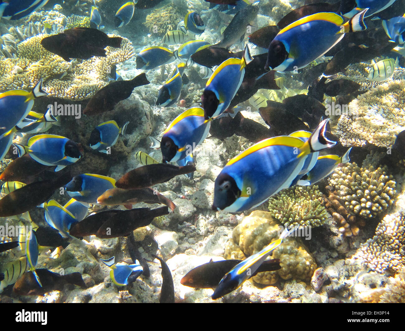 A shoal of Powder-blue, Convict, and Eye-stripe (black) Surgeonfish on ...