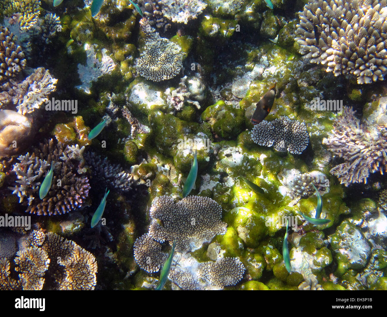 Parrotfish coral hi-res stock photography and images - Alamy
