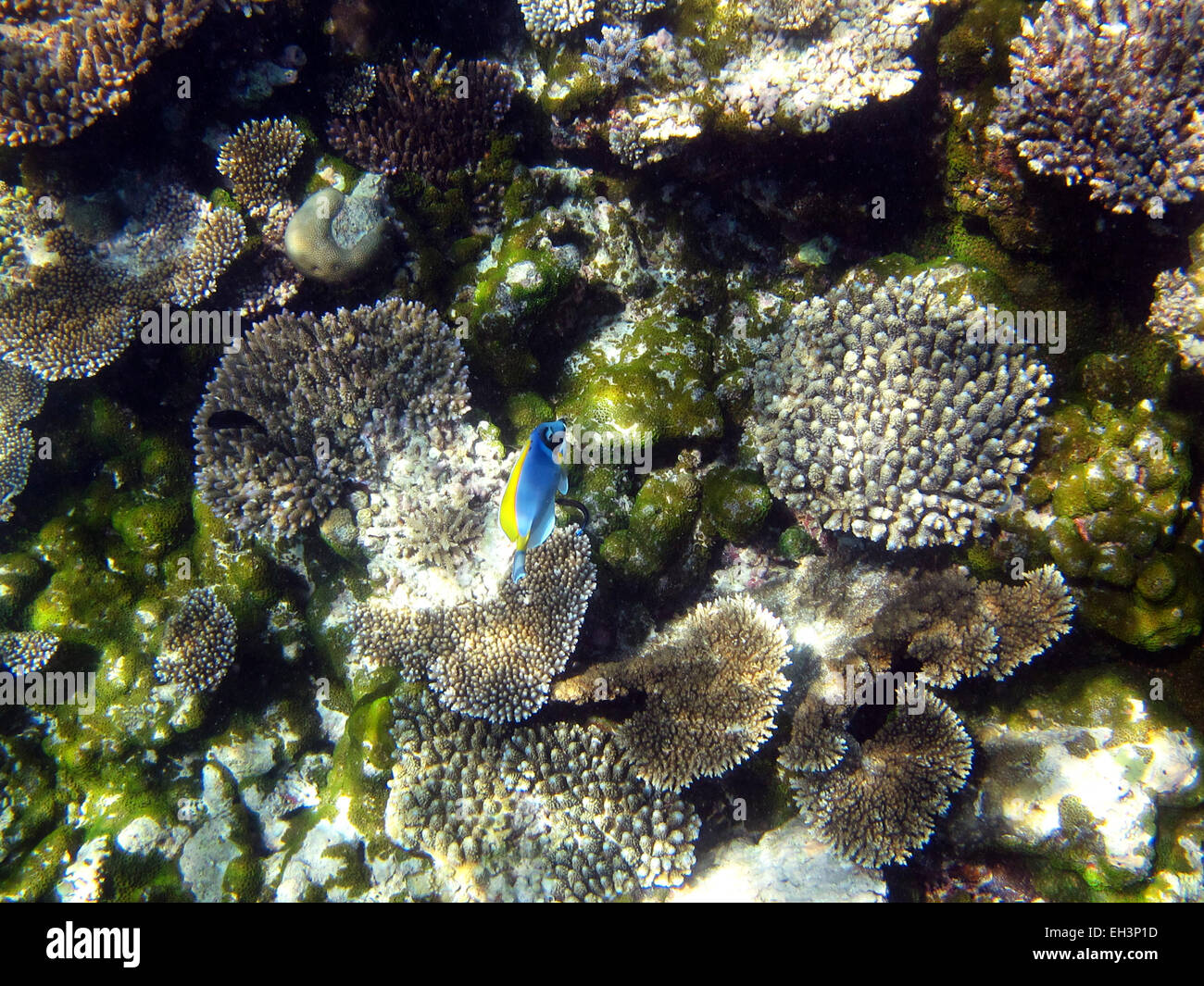Powder-blue surgeonfish over a coral reef in the Maldives Stock Photo ...
