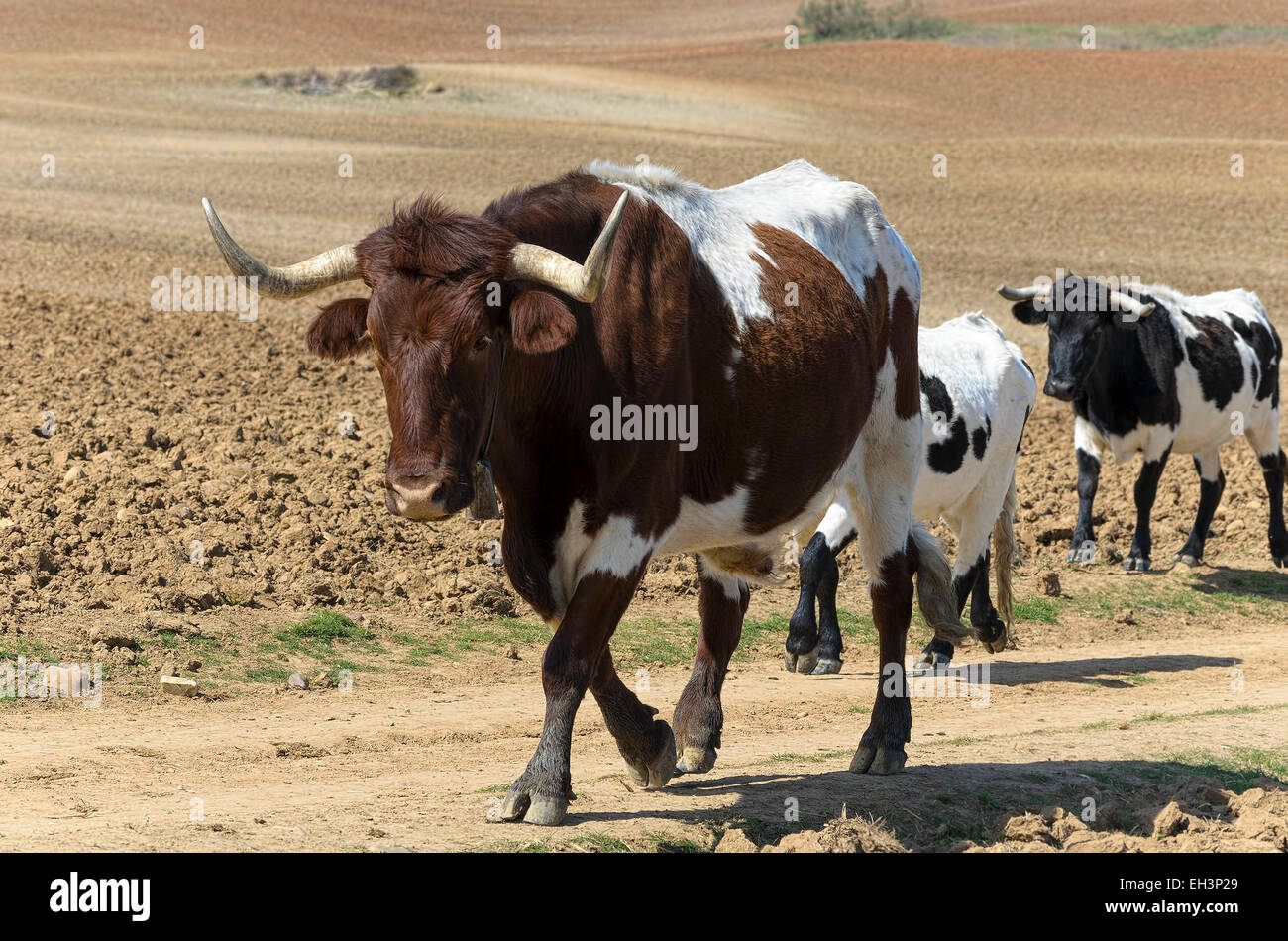 Oxes on road hi-res stock photography and images - Alamy