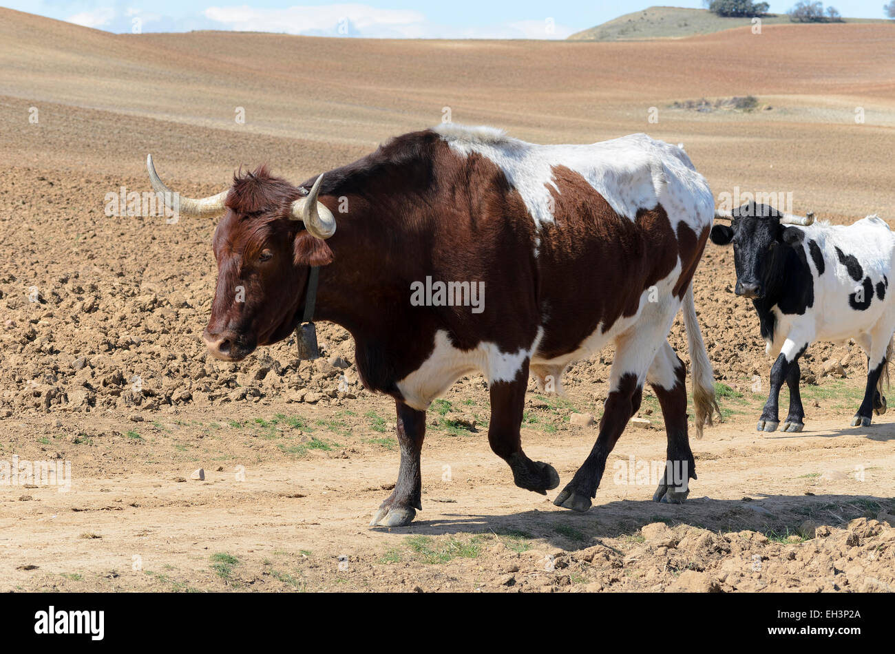 Group of oxes walk over a sand road Stock Photo - Alamy