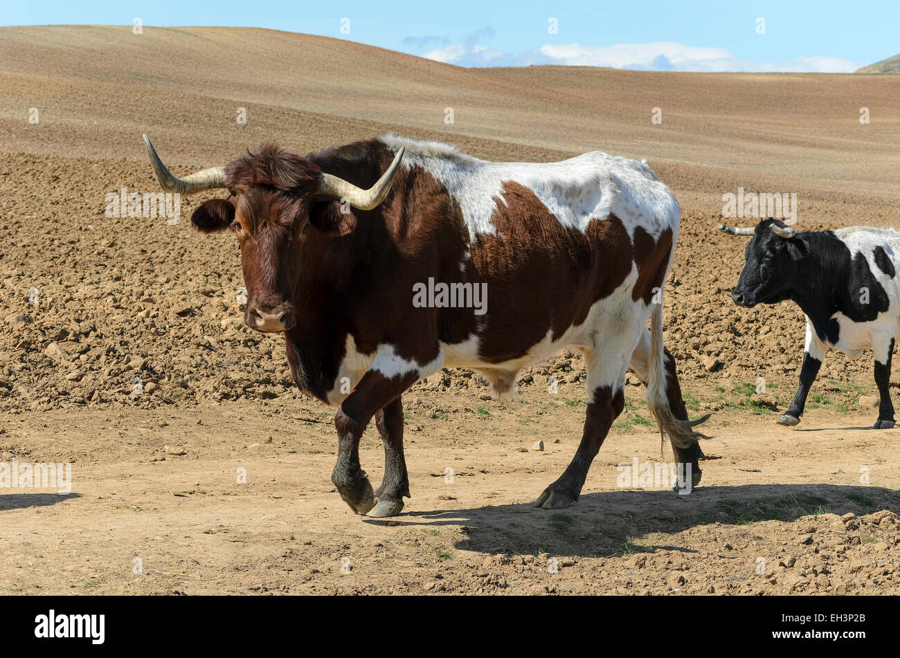 Ox oxes hi-res stock photography and images - Alamy