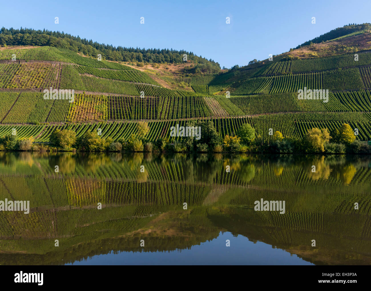 Streaming Mossele in Germany with vinyards in autumn Stock Photo - Alamy