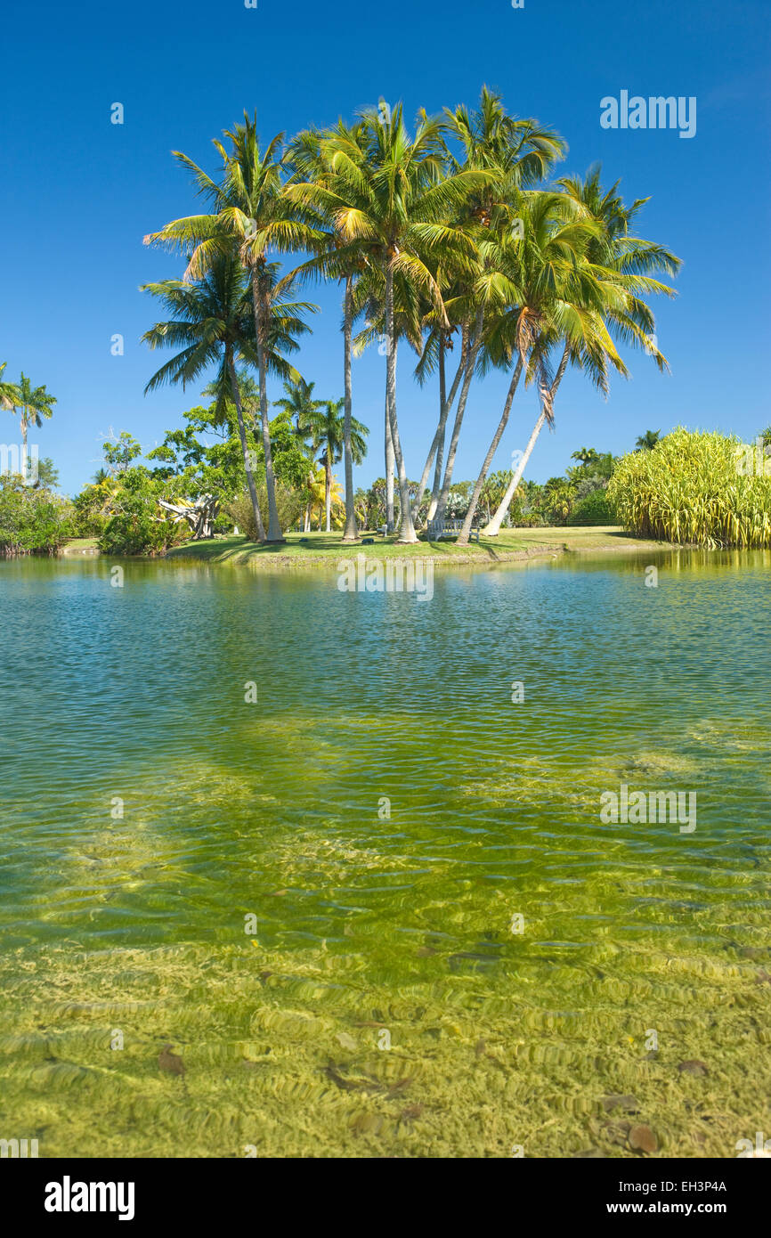 COCONUT PALM TREES PANDANUS LAKE FAIRCHILD TROPICAL BOTANIC GARDEN ...