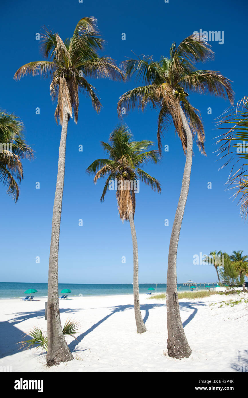 PALM TREES FORT MYERS BEACH ESTERO ISLAND GULF COAST FLORIDA USA Stock ...