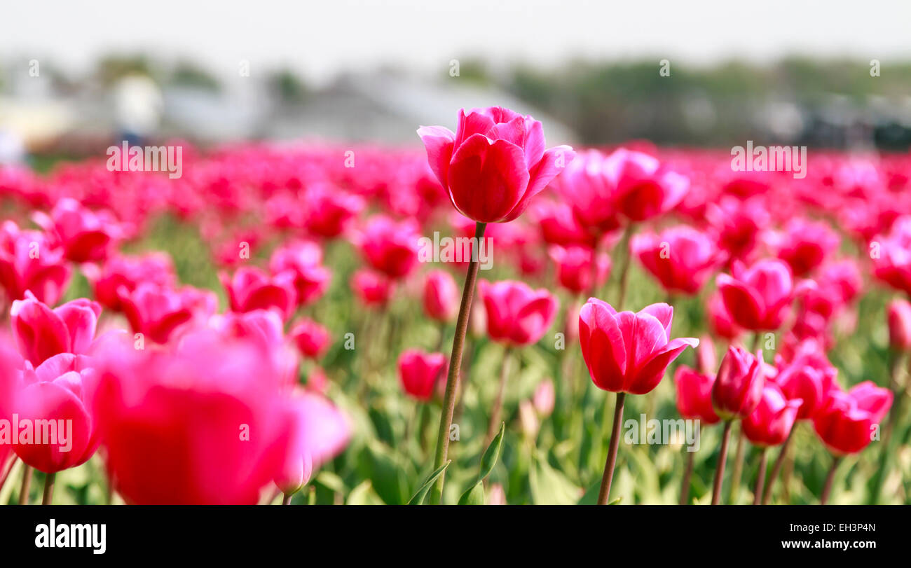 Glorious array of pink tulips in the flower fields of Holland Stock ...