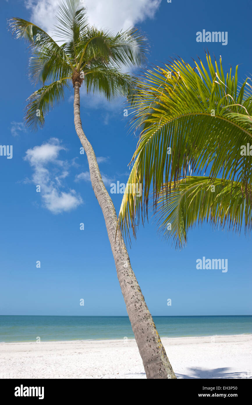 PALM TREES FORT MYERS BEACH ESTERO ISLAND GULF COAST FLORIDA USA Stock ...