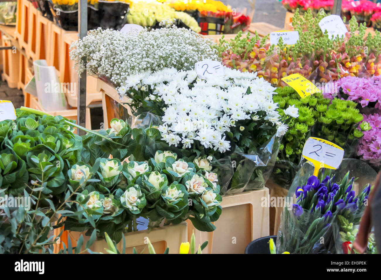 Flowers for sale at a Dutch flower market, Netherlands Stock Photo - Alamy