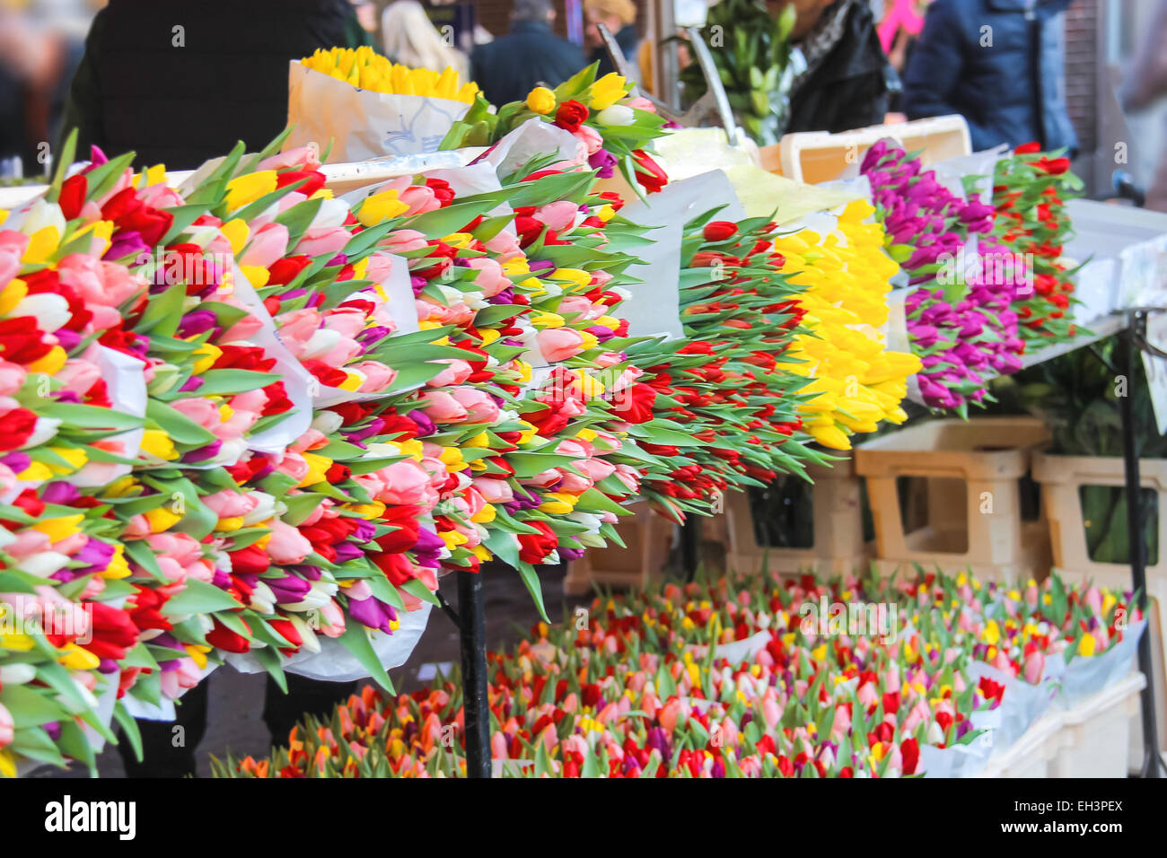 Dutch tulips sale hi-res stock photography and images - Alamy