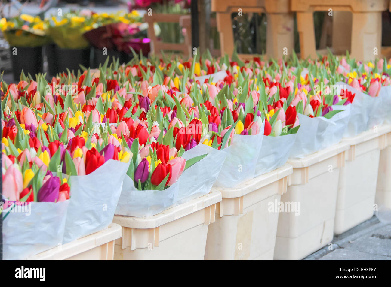 Sale of tulips in the Dutch market Stock Photo - Alamy