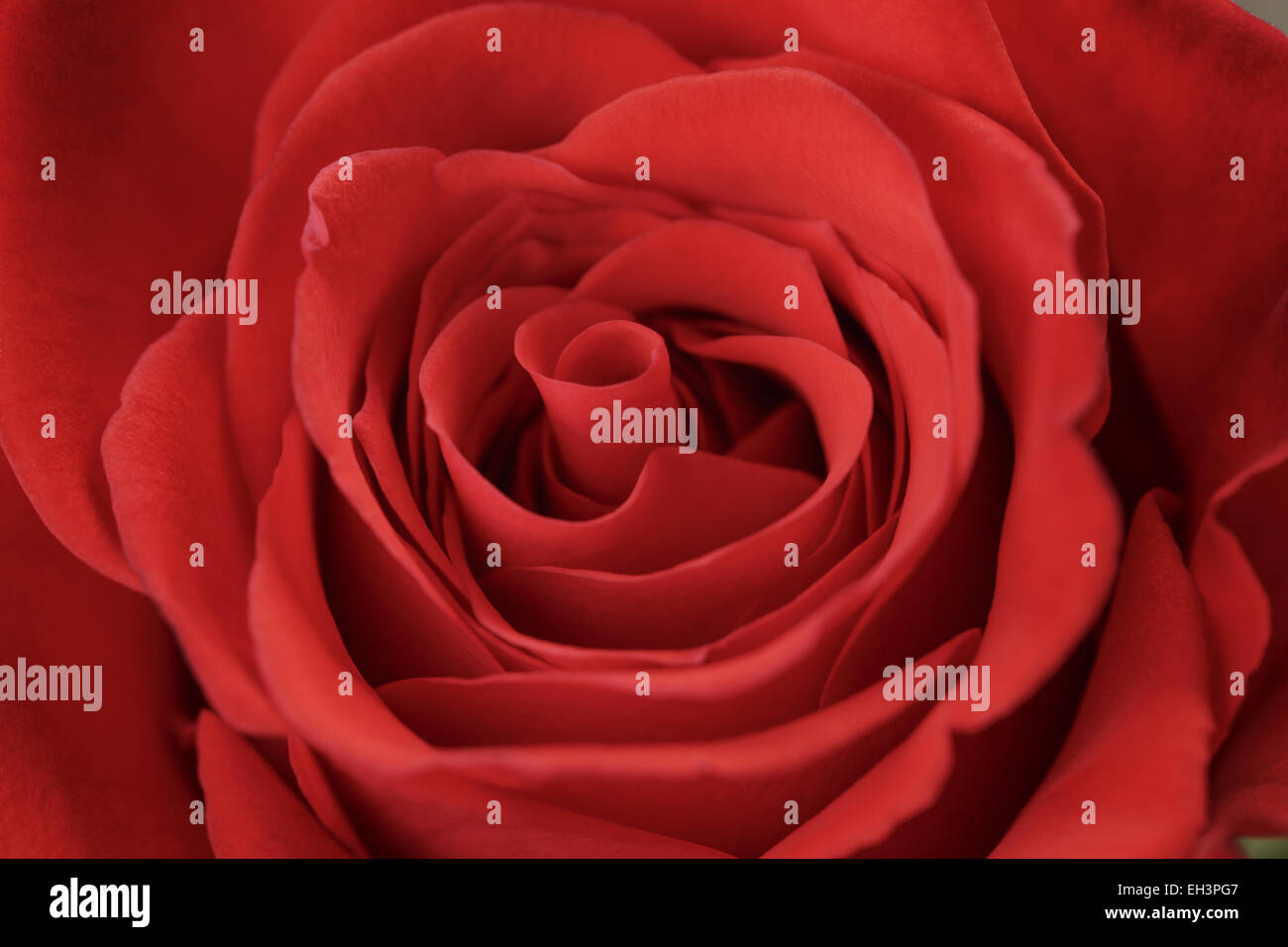 red rose macro shot Stock Photo - Alamy