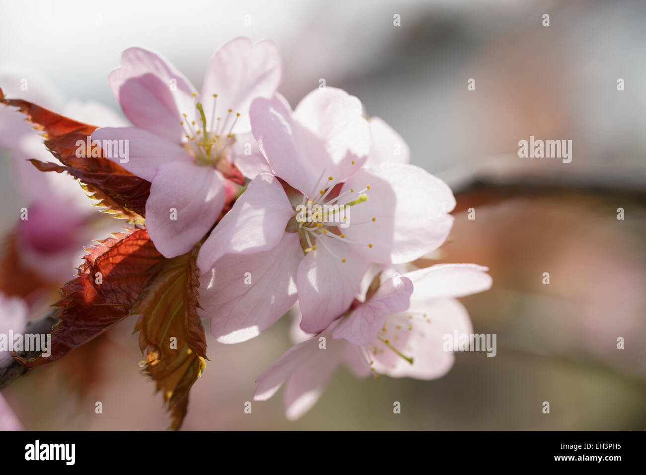sakura cherry in bloom Stock Photo - Alamy