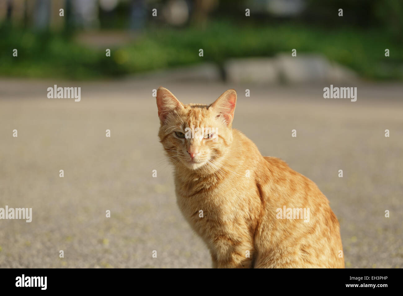 red homeless cat portrait in sunny day Stock Photo - Alamy