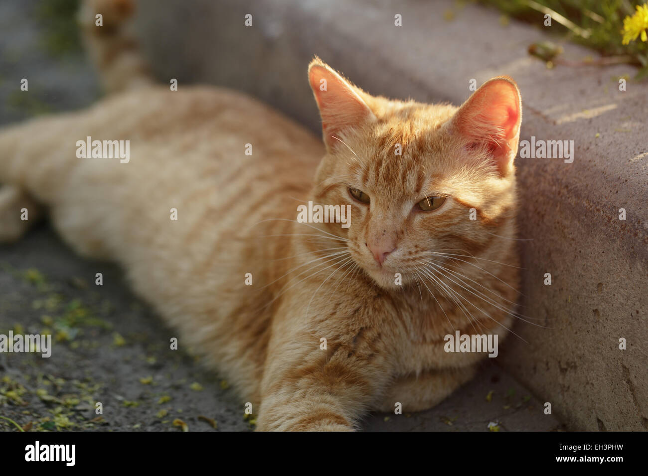 red homeless cat resting on sidewalk Stock Photo - Alamy