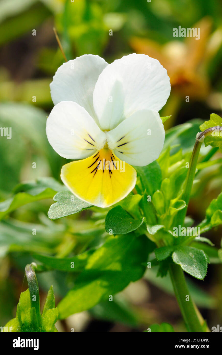 Wld Pansy - Viola tricolor Single flower closeup Stock Photo - Alamy