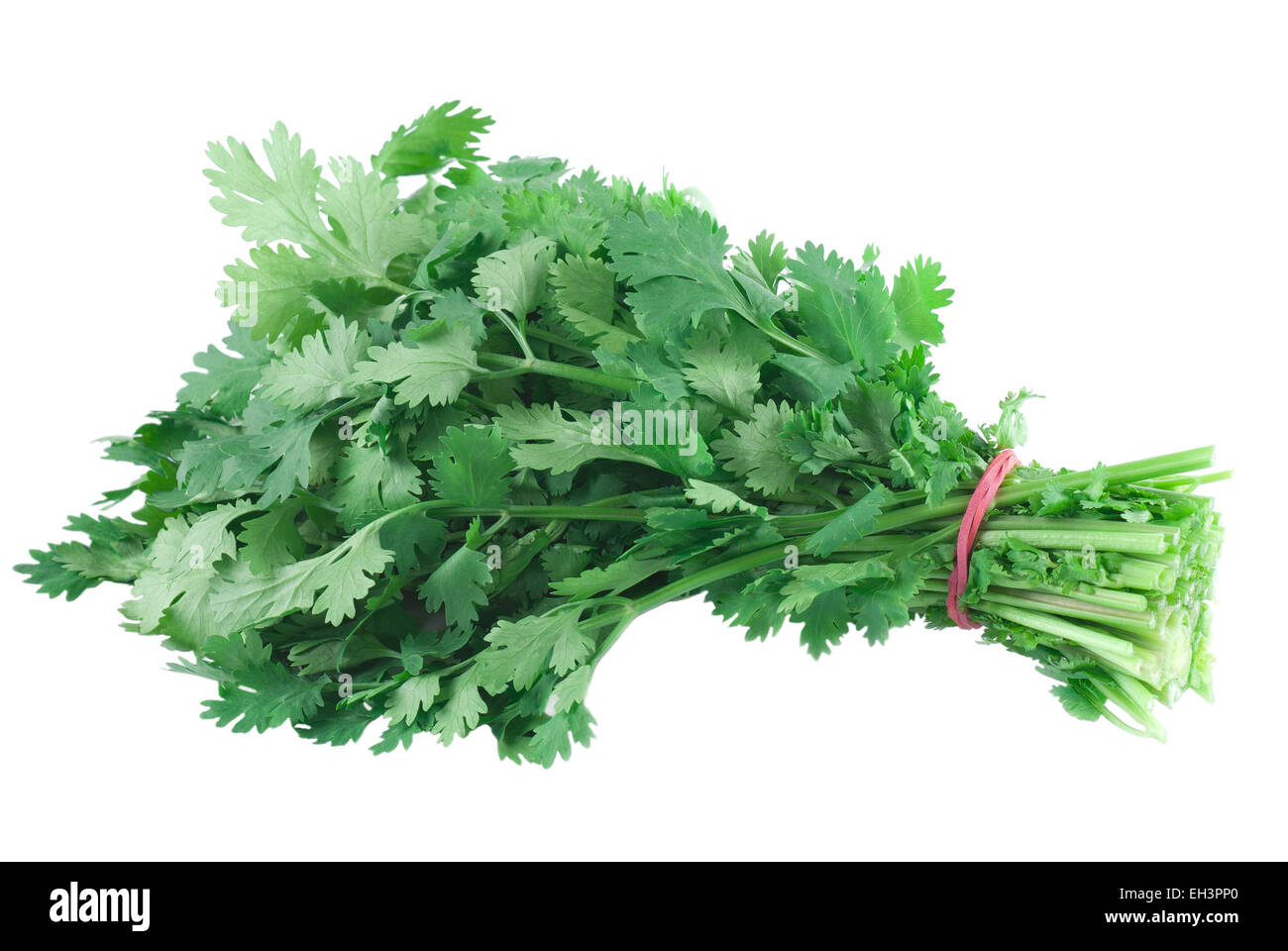 A bunch cilantro on white background Stock Photo - Alamy