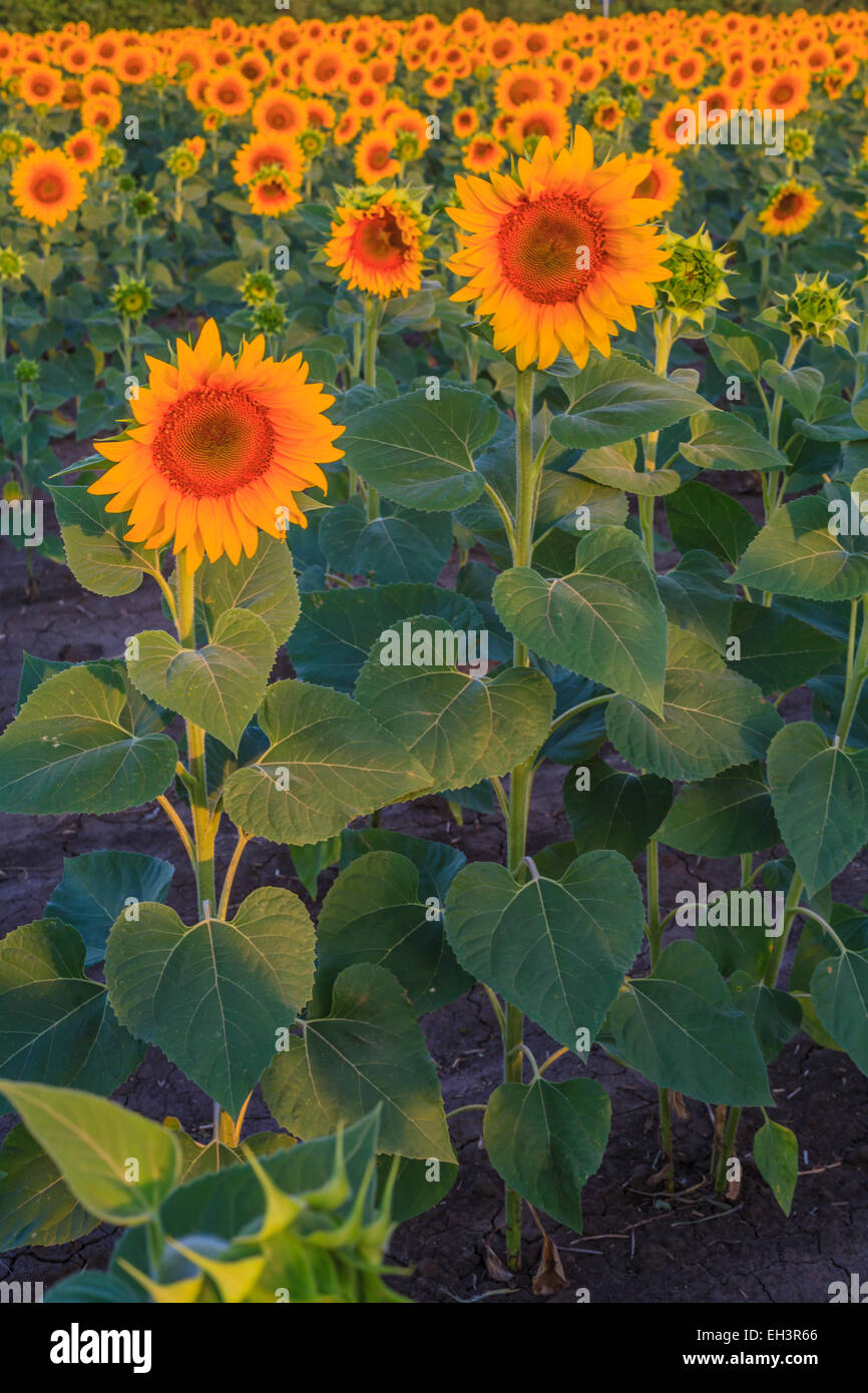 sunlight, meadow, sunbeam, natural, agriculture, green, view, sunrise ...