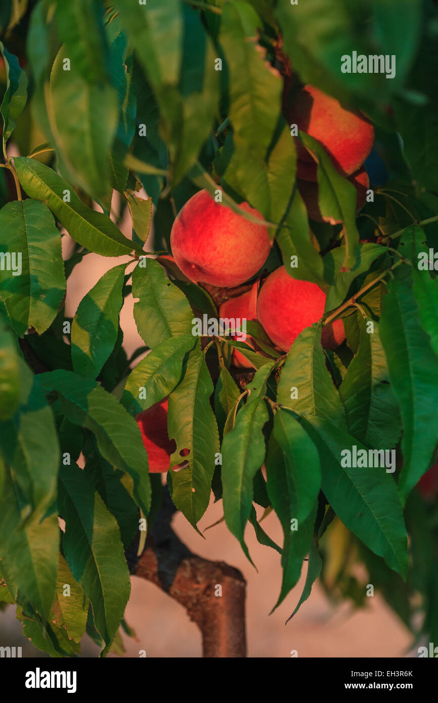 Natural peach fruit tree hi-res stock photography and images - Alamy