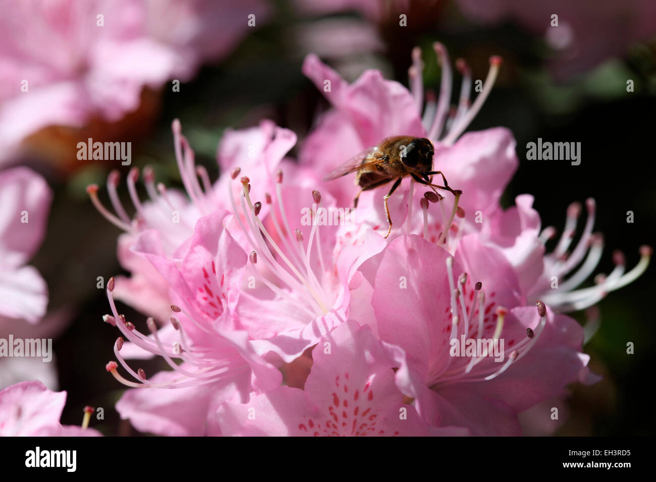 Photography of a purple azalea hi-res stock photography and images - Alamy