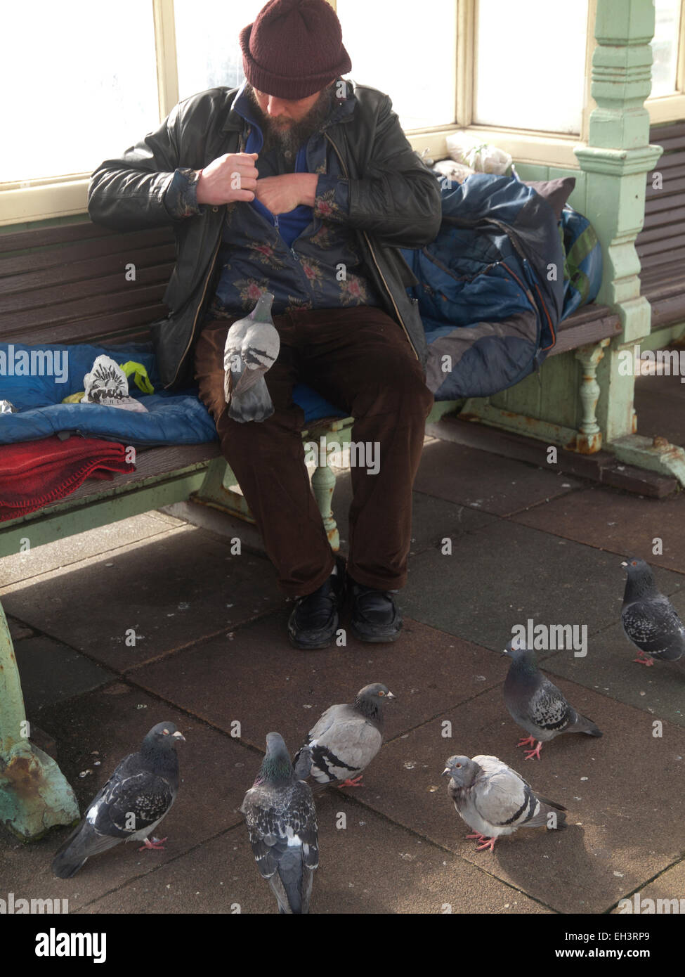 Homeless pigeons hi-res stock photography and images - Alamy