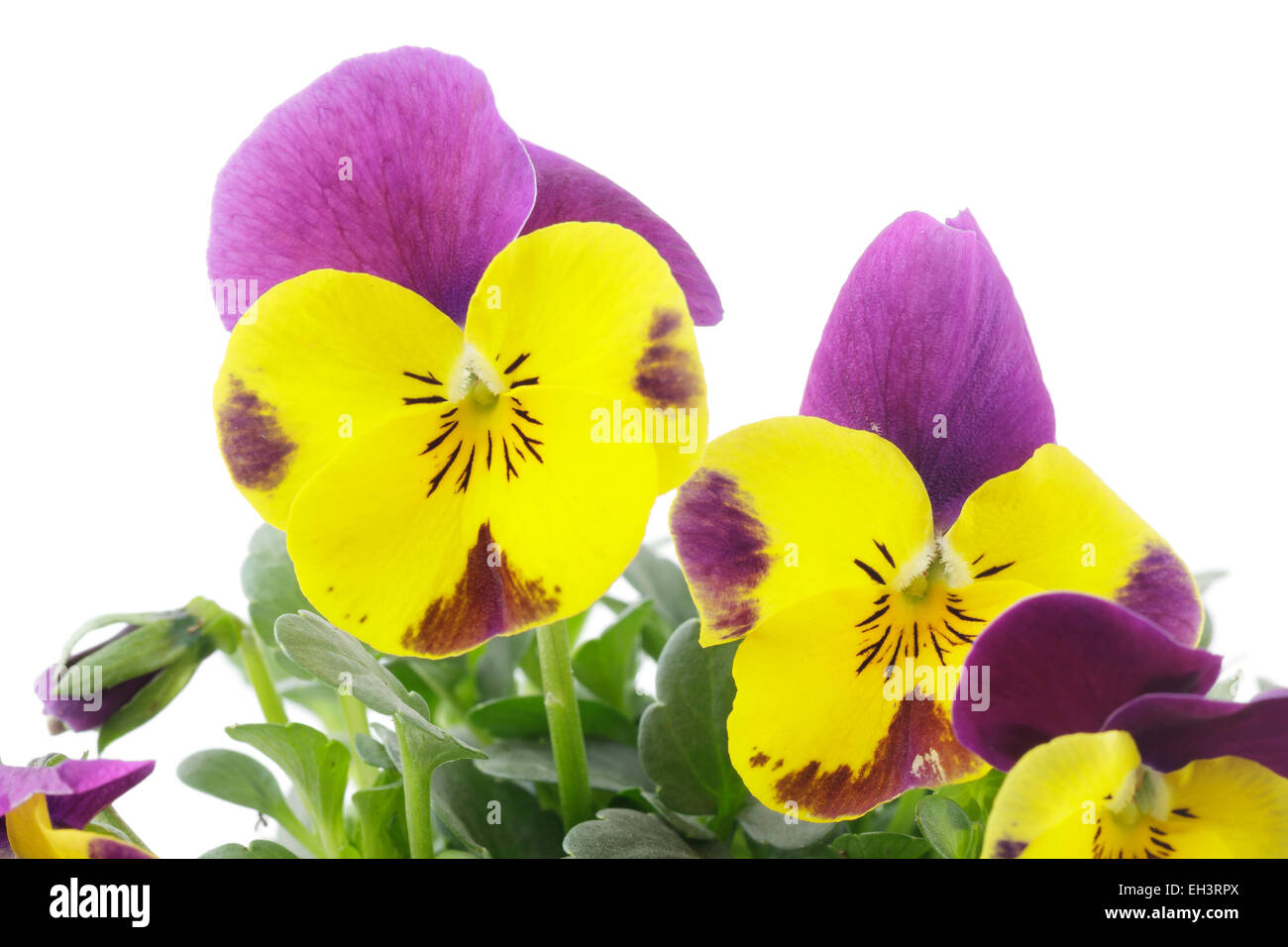 Cornuta hi-res stock photography and images - Alamy