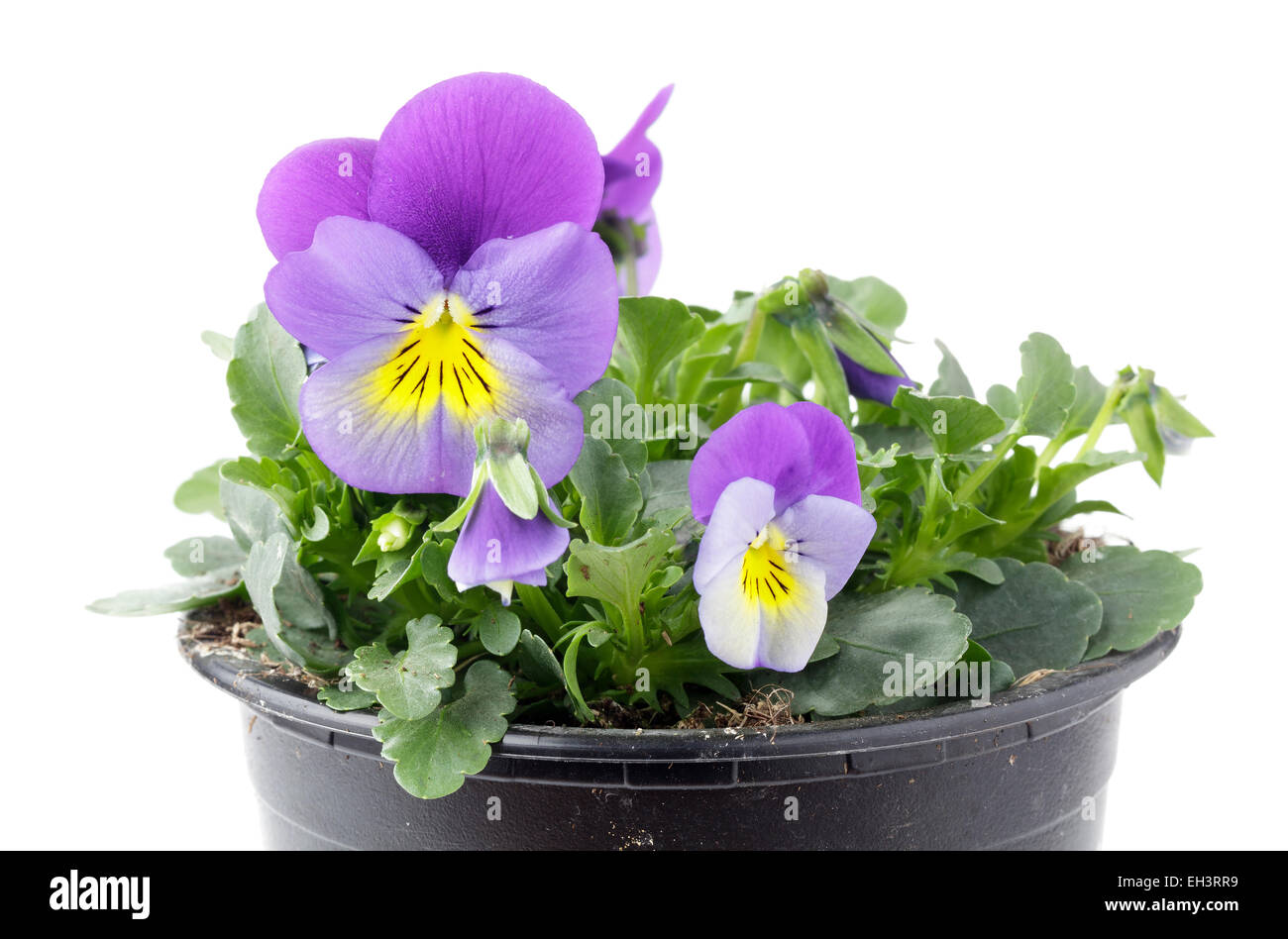 Viola cornuta hi-res stock photography and images - Alamy