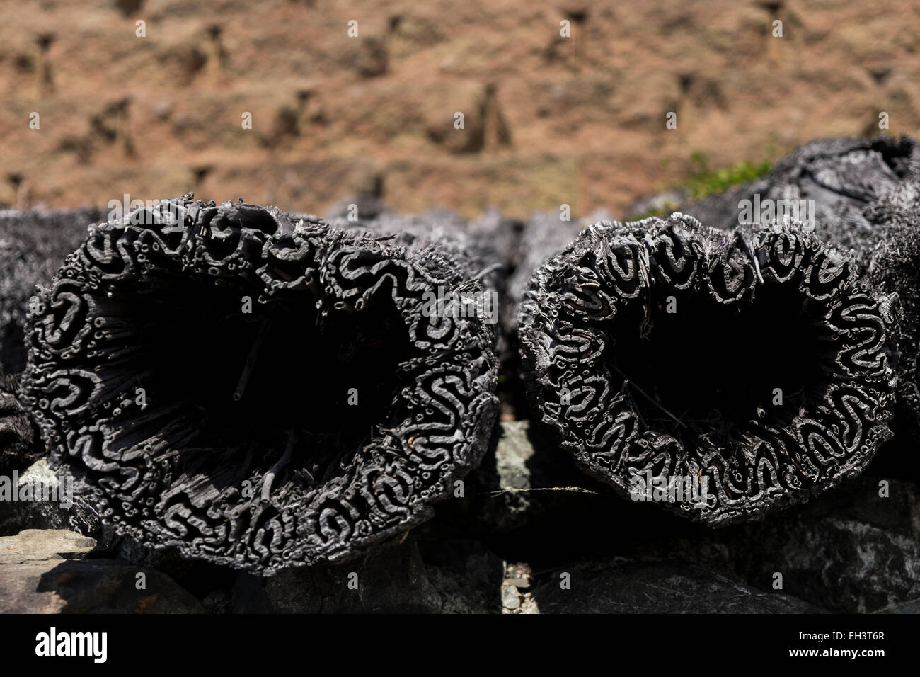 Black fern tree trunks used as garden decoration, New zealand Stock ...