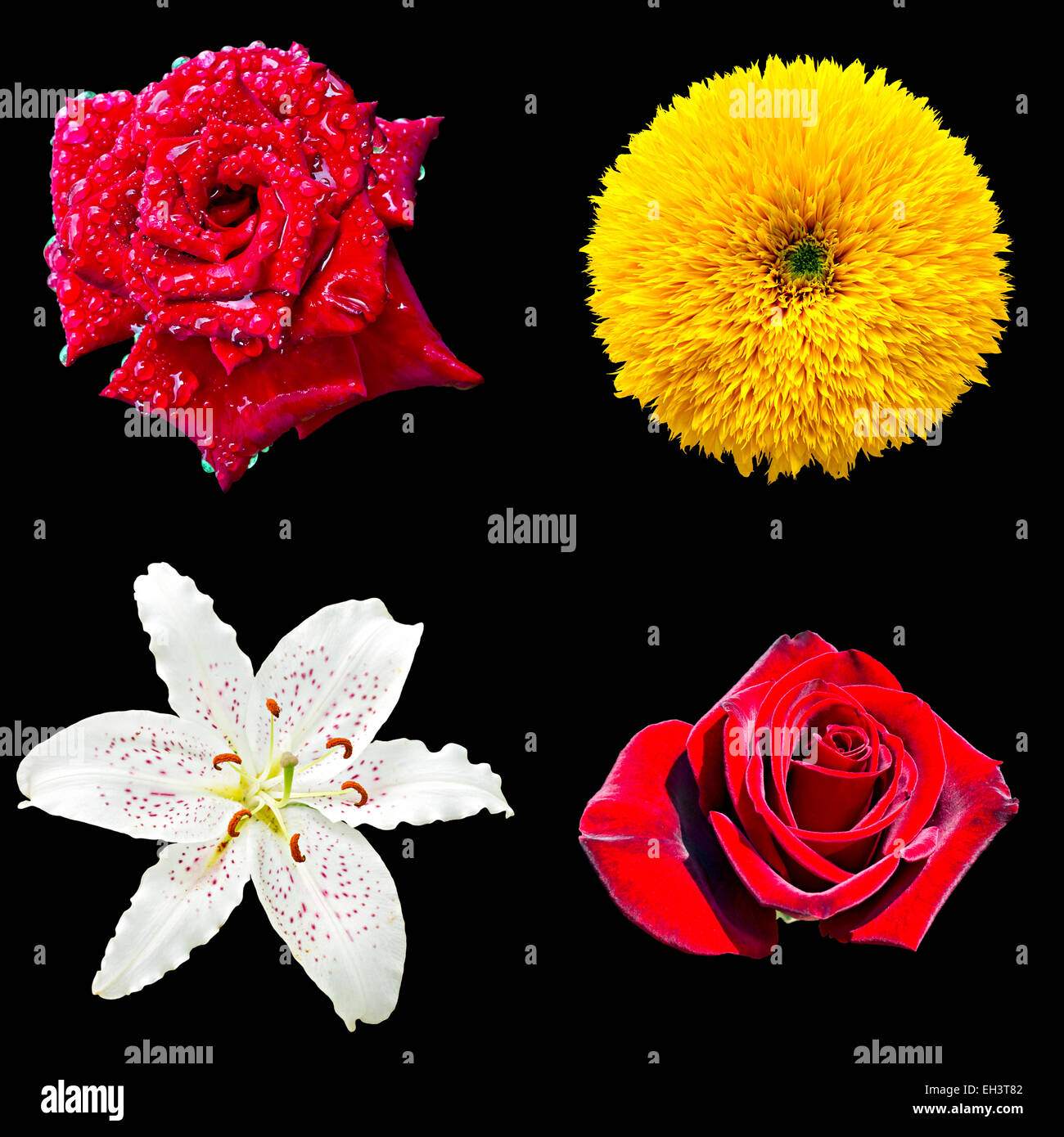 set of four flowers isolated on black background Stock Photo - Alamy
