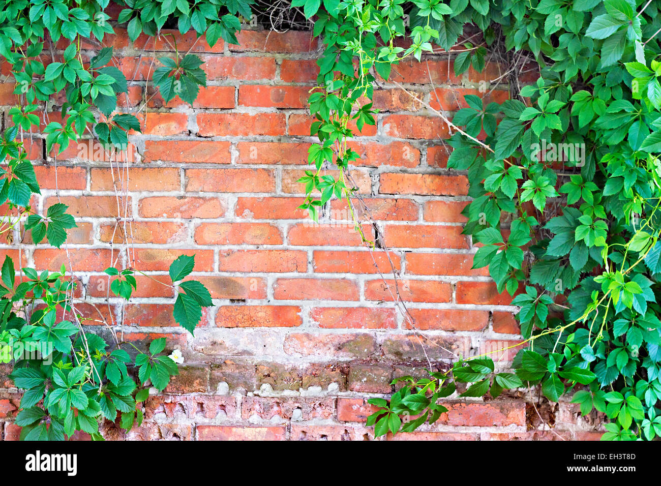 brick wall overgrown with ivy in the background Stock Photo - Alamy
