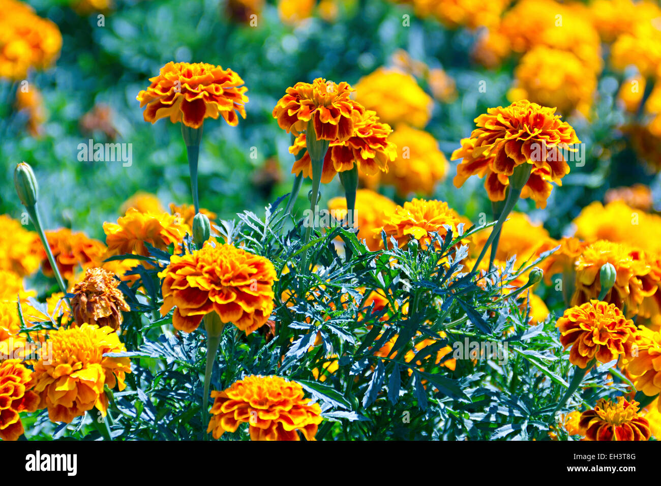 Tagetes flower on a bed in the background Stock Photo - Alamy