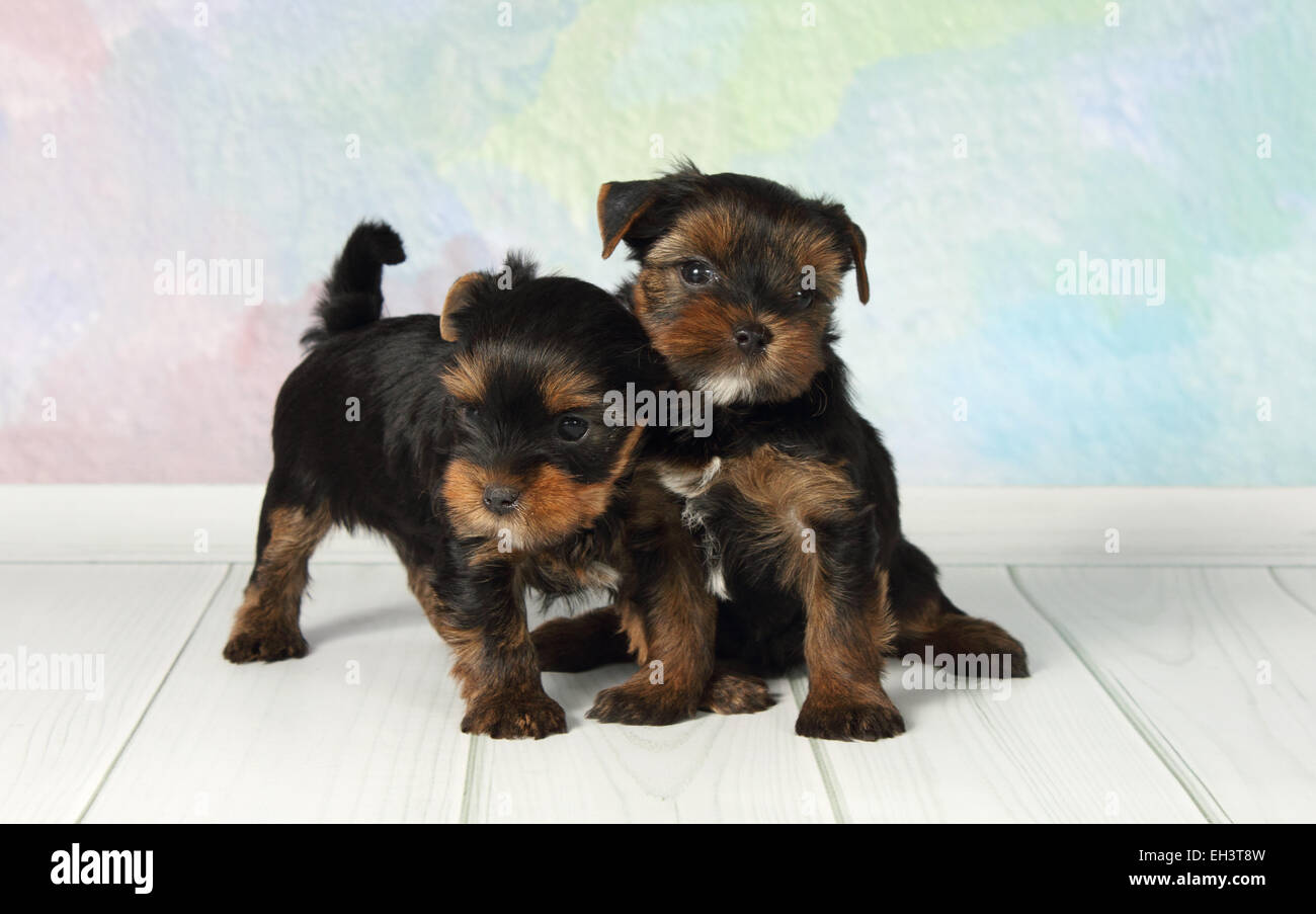 Two puppies Yorkshire terrier Stock Photo - Alamy