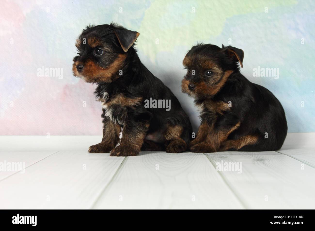 Two puppies Yorkshire terrier Stock Photo - Alamy