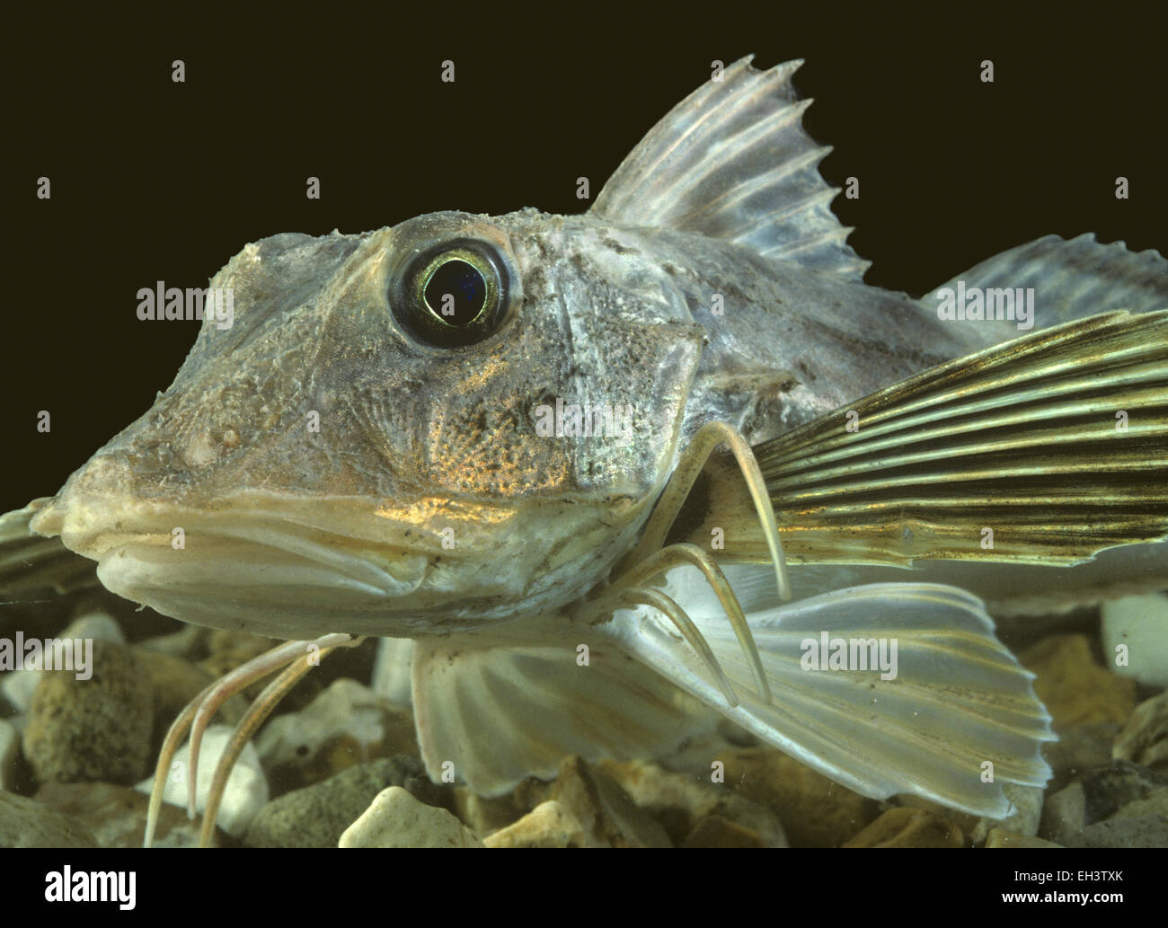 Grey gurnard hi-res stock photography and images - Alamy