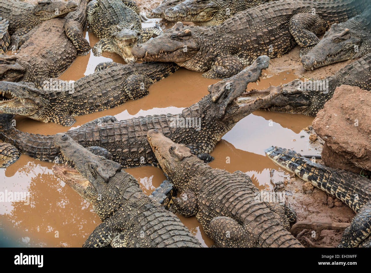 The crocodile breeding farm at Boca de Guama, Peninsula de Zapata, Cuba ...